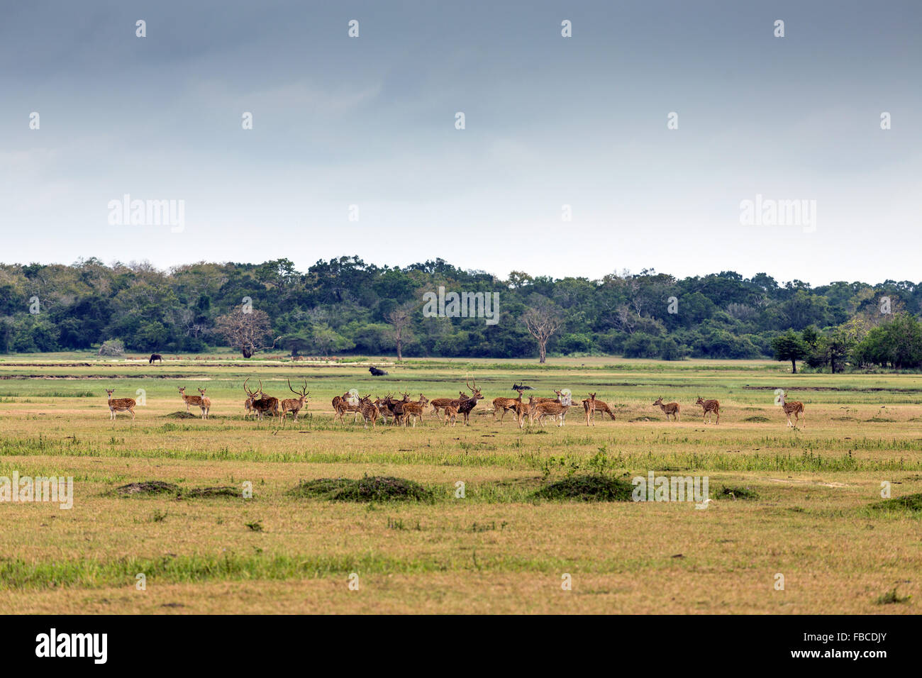Kumana National Park, formerly Yala East, Kumana, Eastern Province, Sri ...