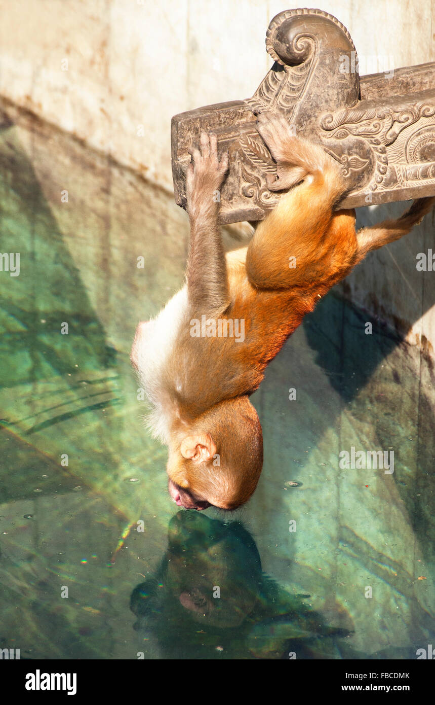 Monkey Hanging High Resolution Stock Photography and Images - Alamy