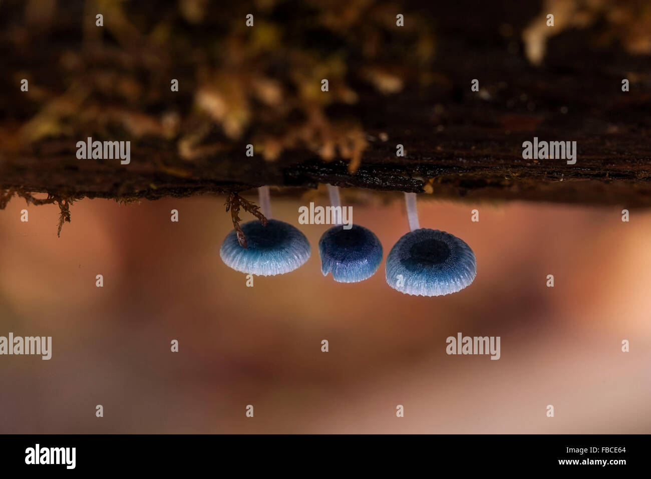 Blue fungi hi-res stock photography and images - Alamy