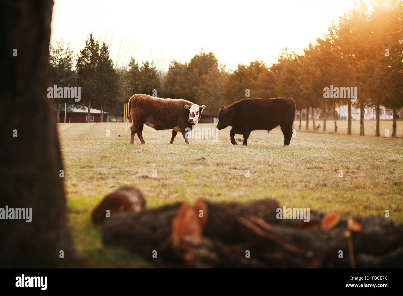 Two cows standing in sunlit grassy field looking off with wood pile and ...