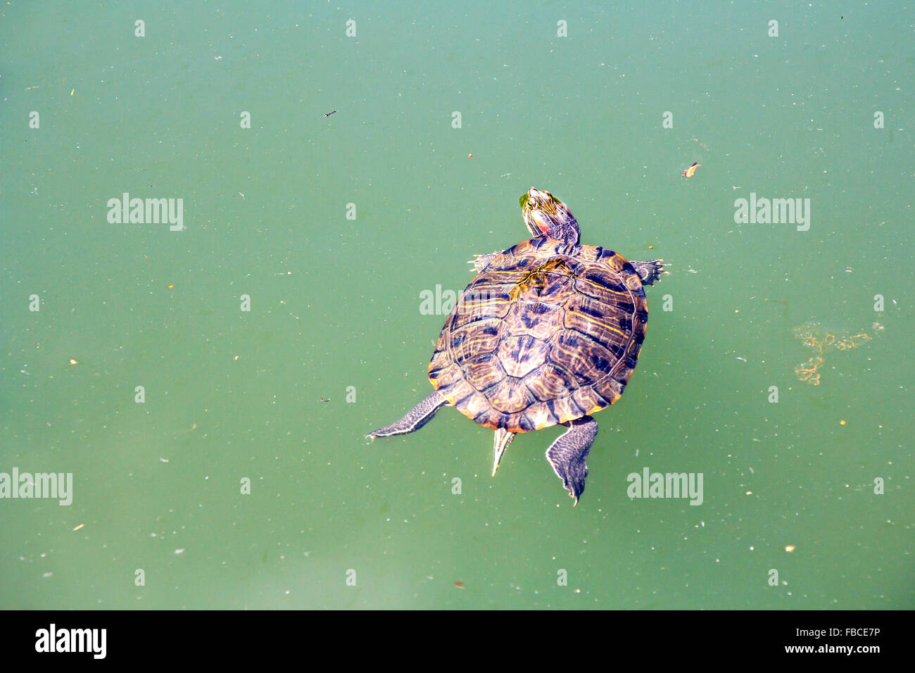 Small Red Eared Turtle in Lake Stock Photo - Alamy