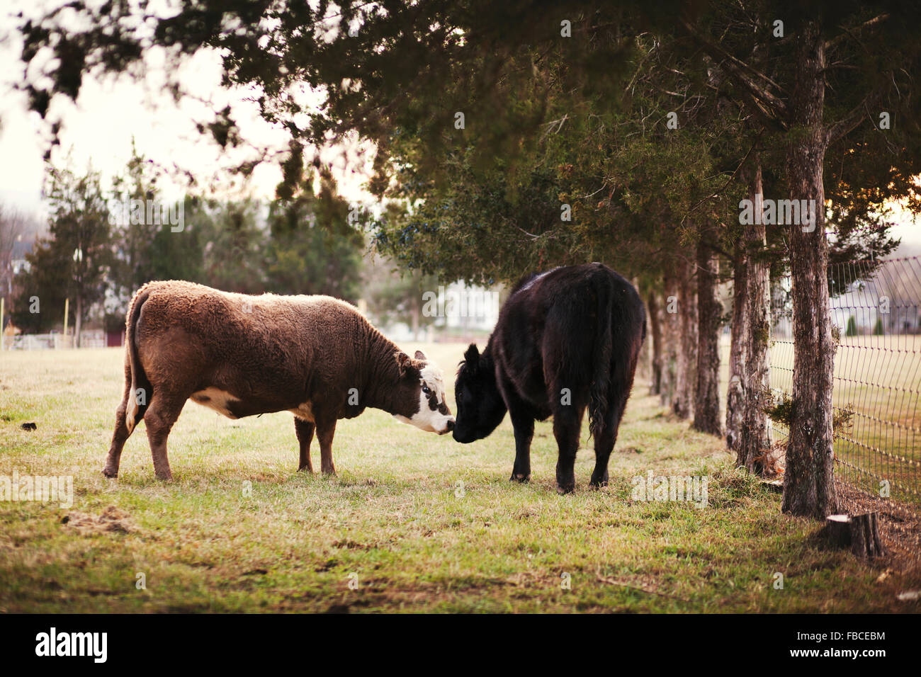 Two cows standing in muted green grass field with their noses touching ...