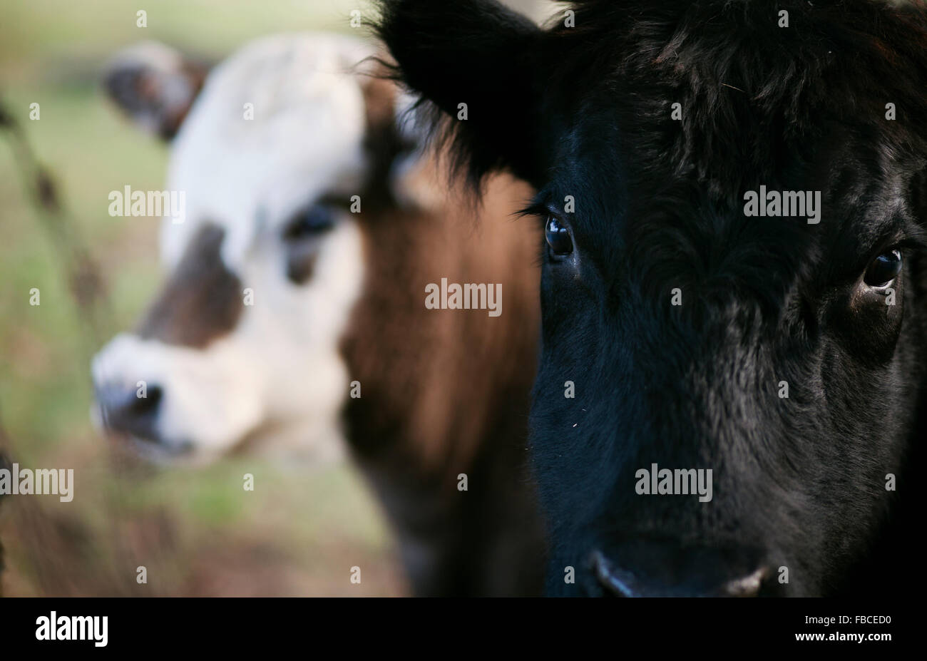 Close up view of two cows faces; black cow looking directly at viewer ...