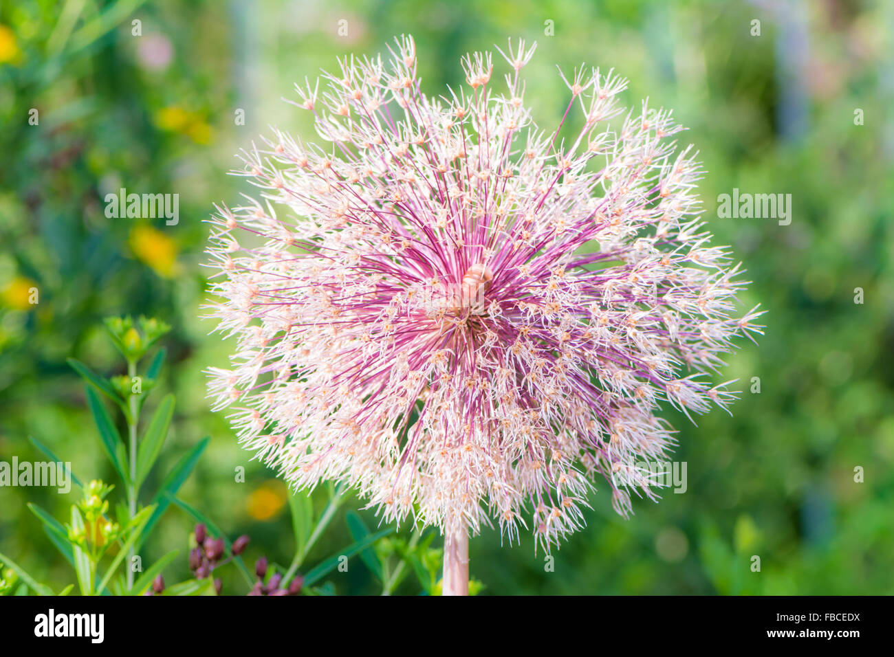 Dried allium flower hi-res stock photography and images - Alamy