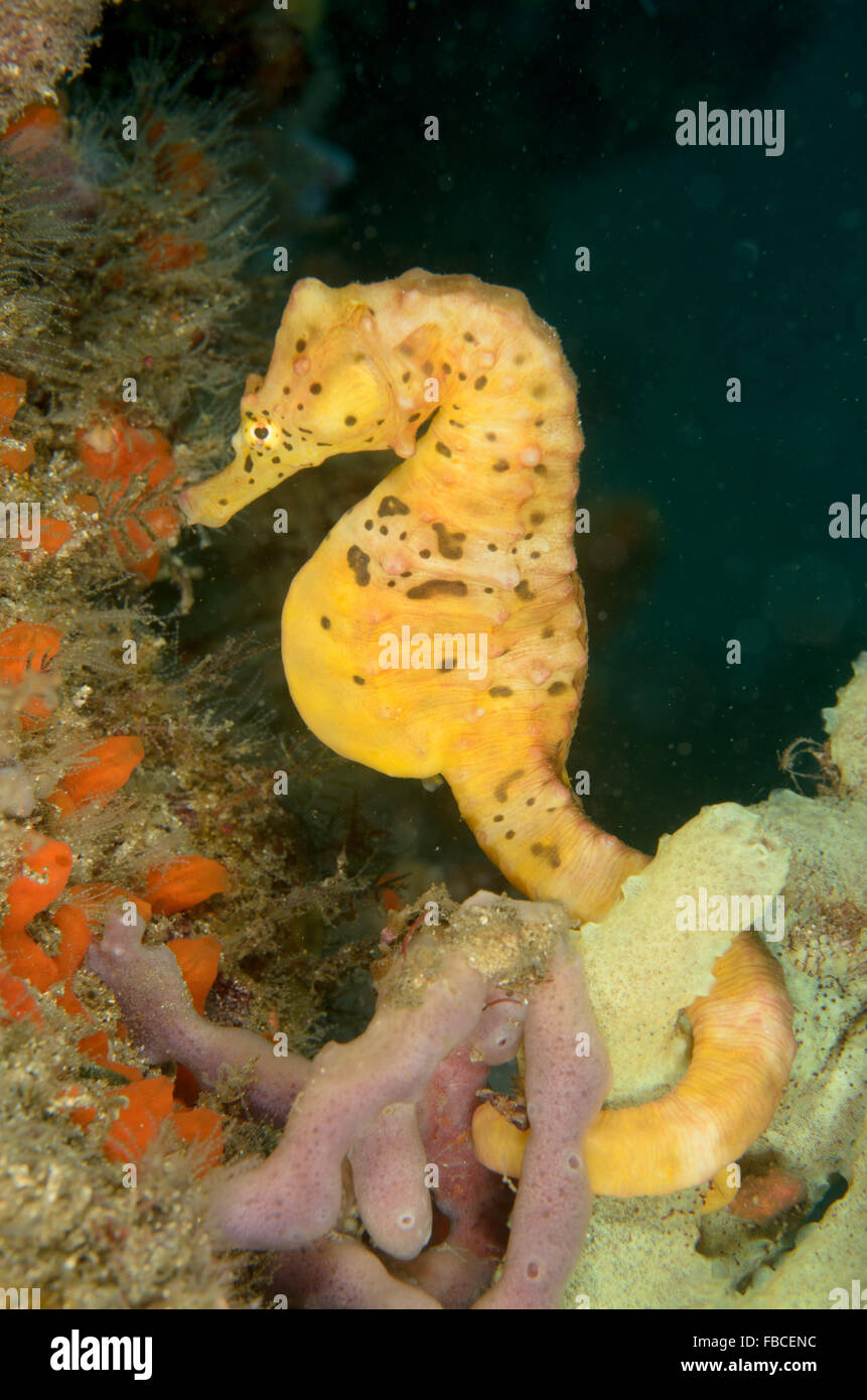 Female pot-bellied seahorse, Hippocampus abdominalis, at Kurnell, New ...