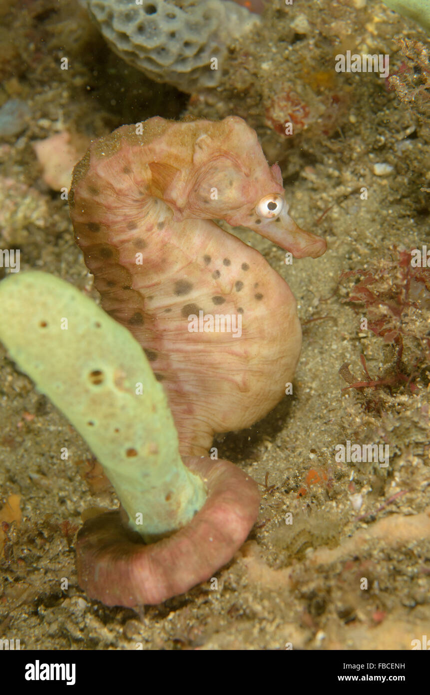 Female pot-bellied seahorse, Hippocampus abdominalis, at Kurnell, New ...
