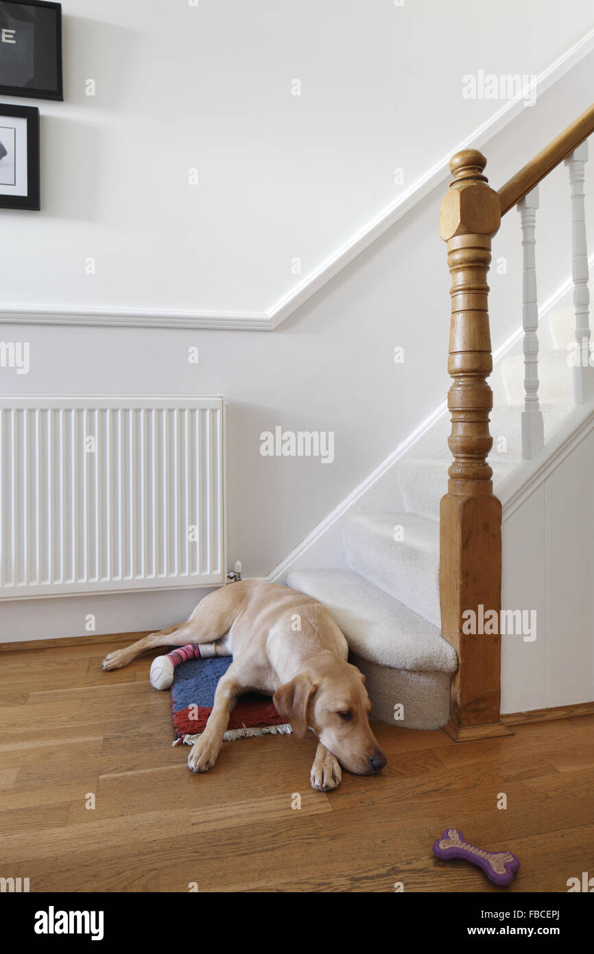 Anxious labrador retriever hi-res stock photography and images - Alamy