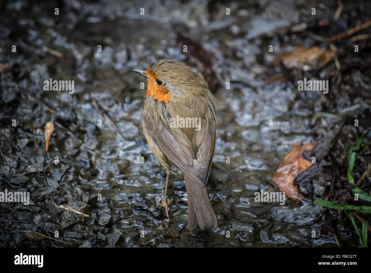 Wet robin hi-res stock photography and images - Alamy