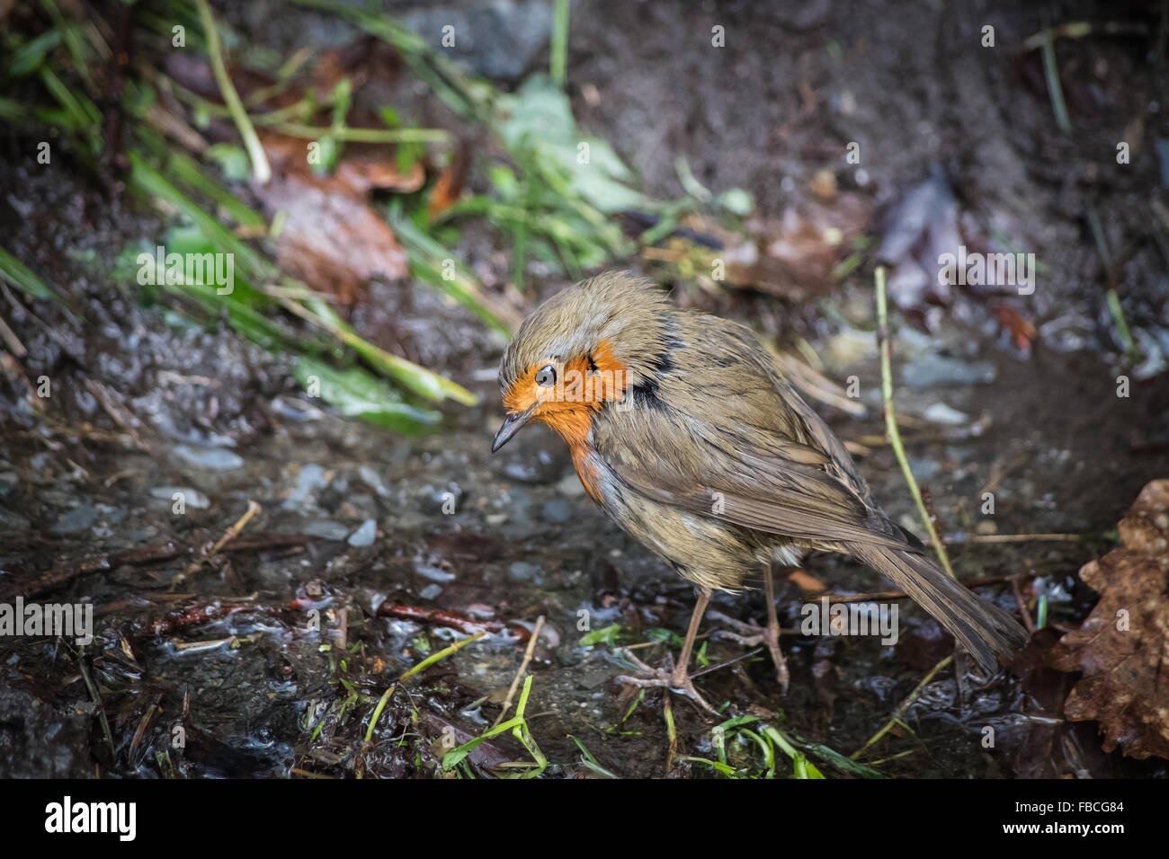 Perky Bird High Resolution Stock Photography and Images - Alamy