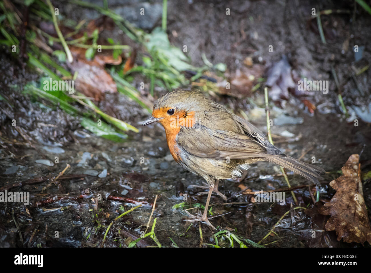 Wet robin hi-res stock photography and images - Alamy