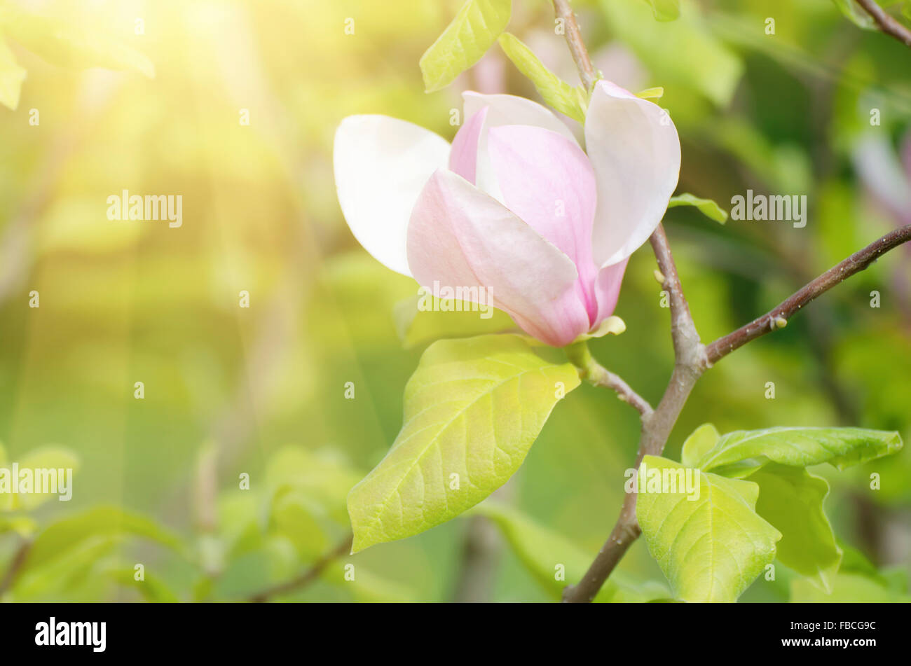 Magnolia spring flowers Stock Photo - Alamy