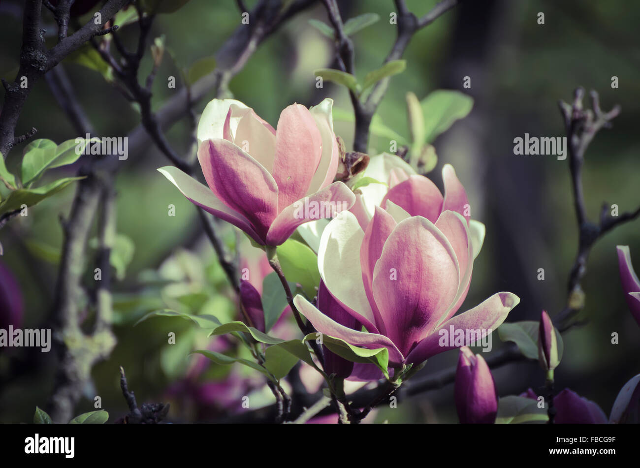 Magnolia spring flowers Stock Photo - Alamy