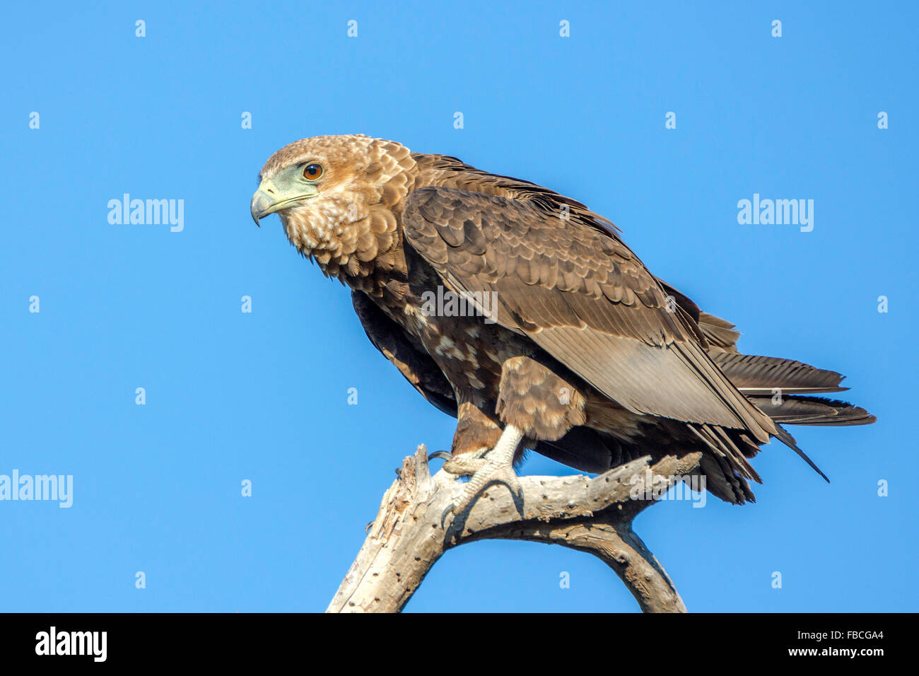 Juvenile Bateleur eagle Stock Photo - Alamy