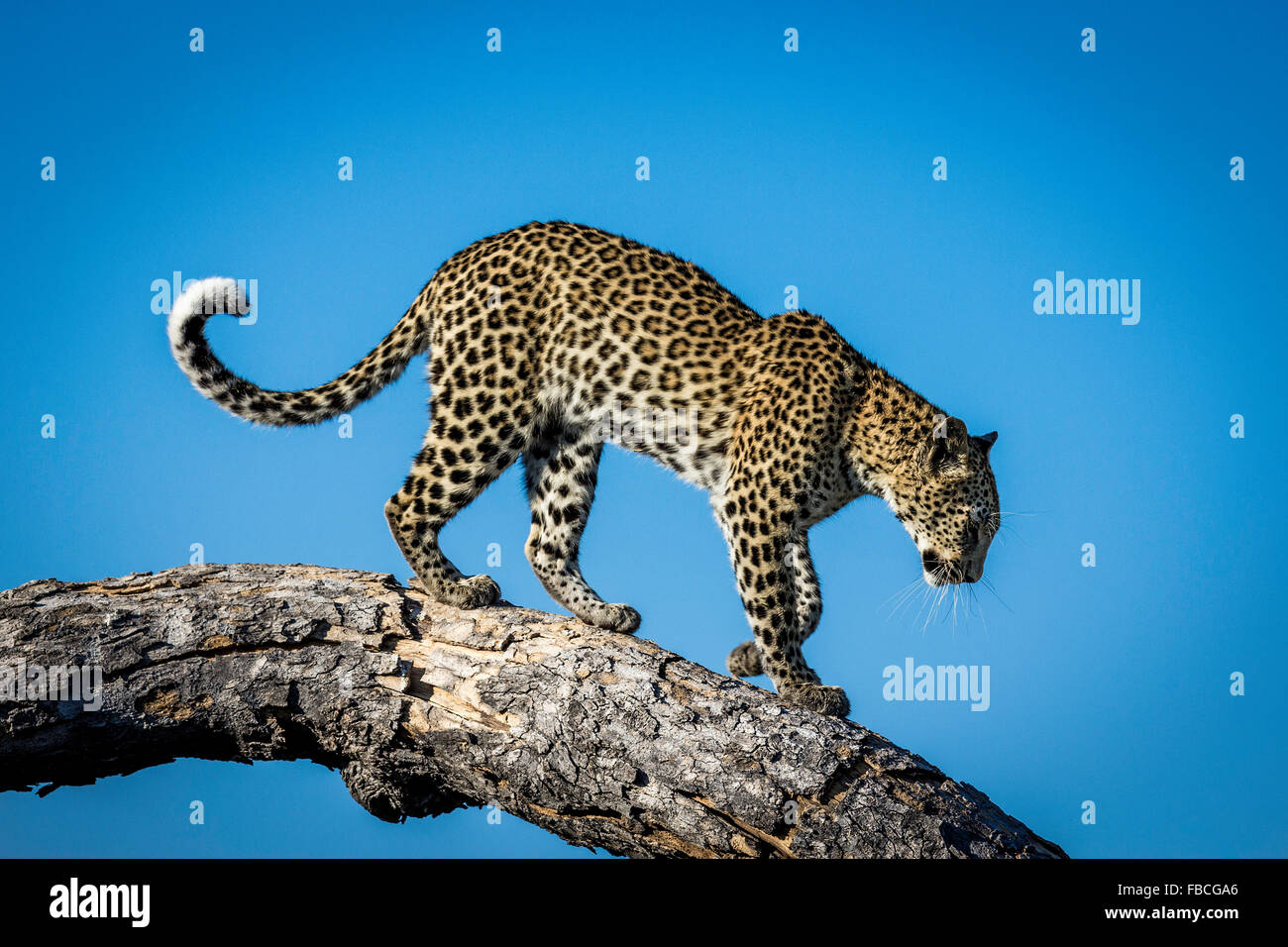 How the leopard got its spots hi-res stock photography and images - Alamy