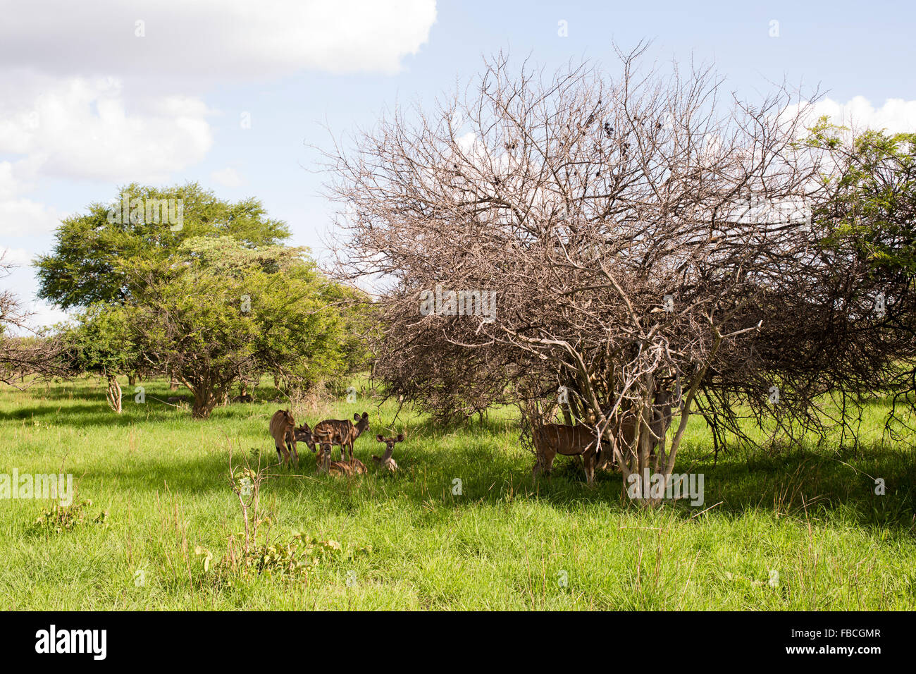 wild animals in African bushes Stock Photo - Alamy