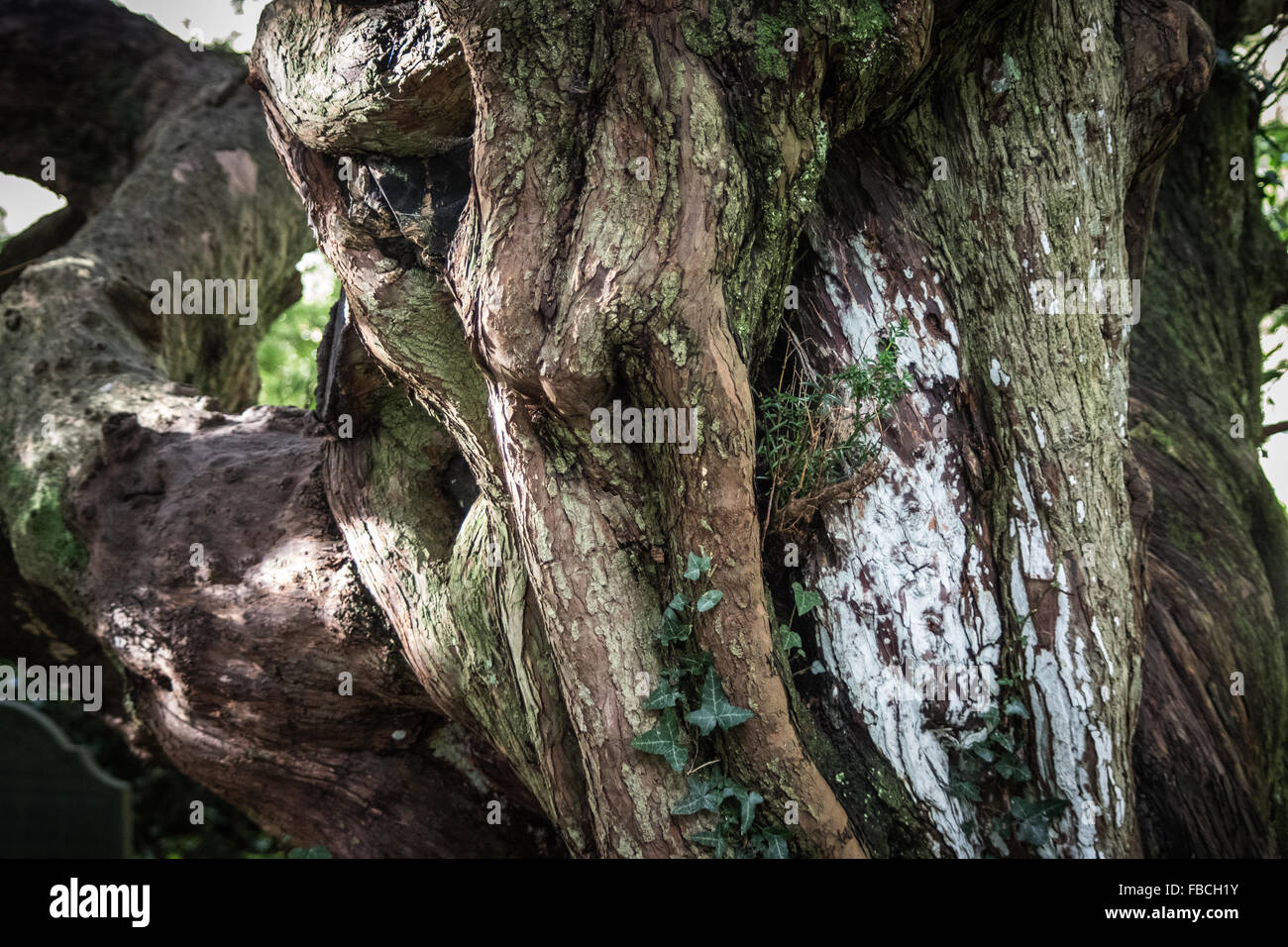 Ancient yew tree hi-res stock photography and images - Alamy