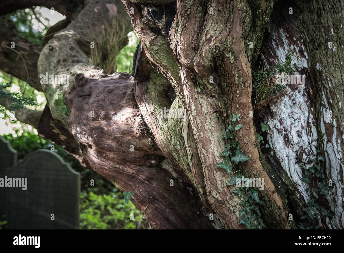 Ancient Yew Tree High Resolution Stock Photography and Images - Alamy