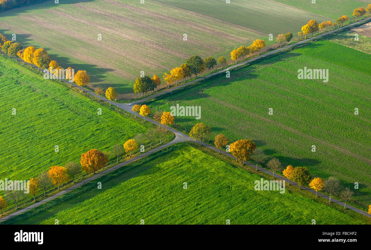 Aerial view, tree-lined avenue, dirt roads, crossroads, double ...