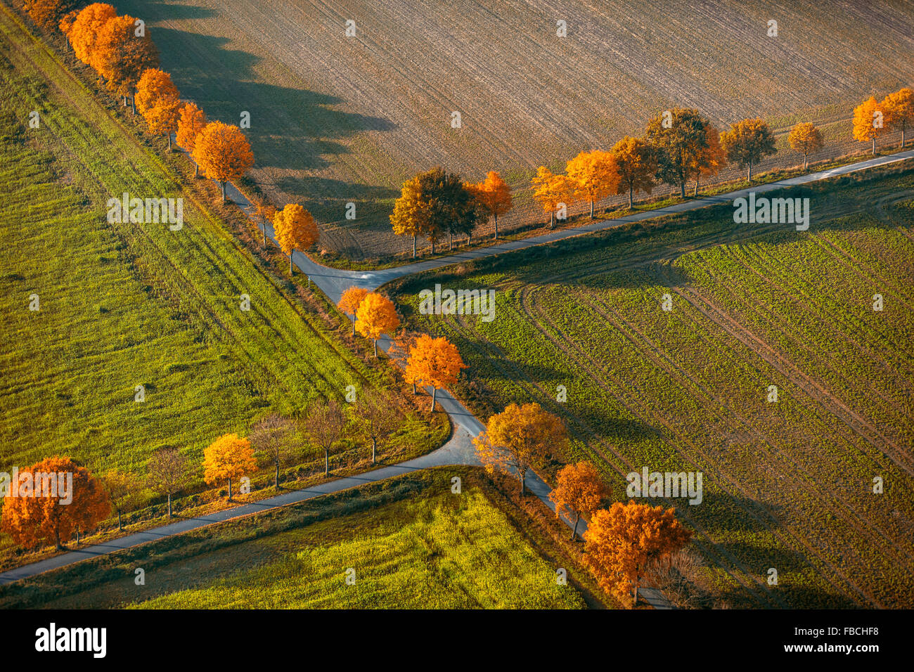 Aerial view, tree-lined avenue, dirt roads, crossroads, double ...