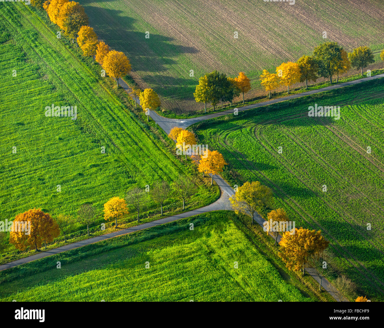 Aerial view, tree-lined avenue, dirt roads, crossroads, double ...