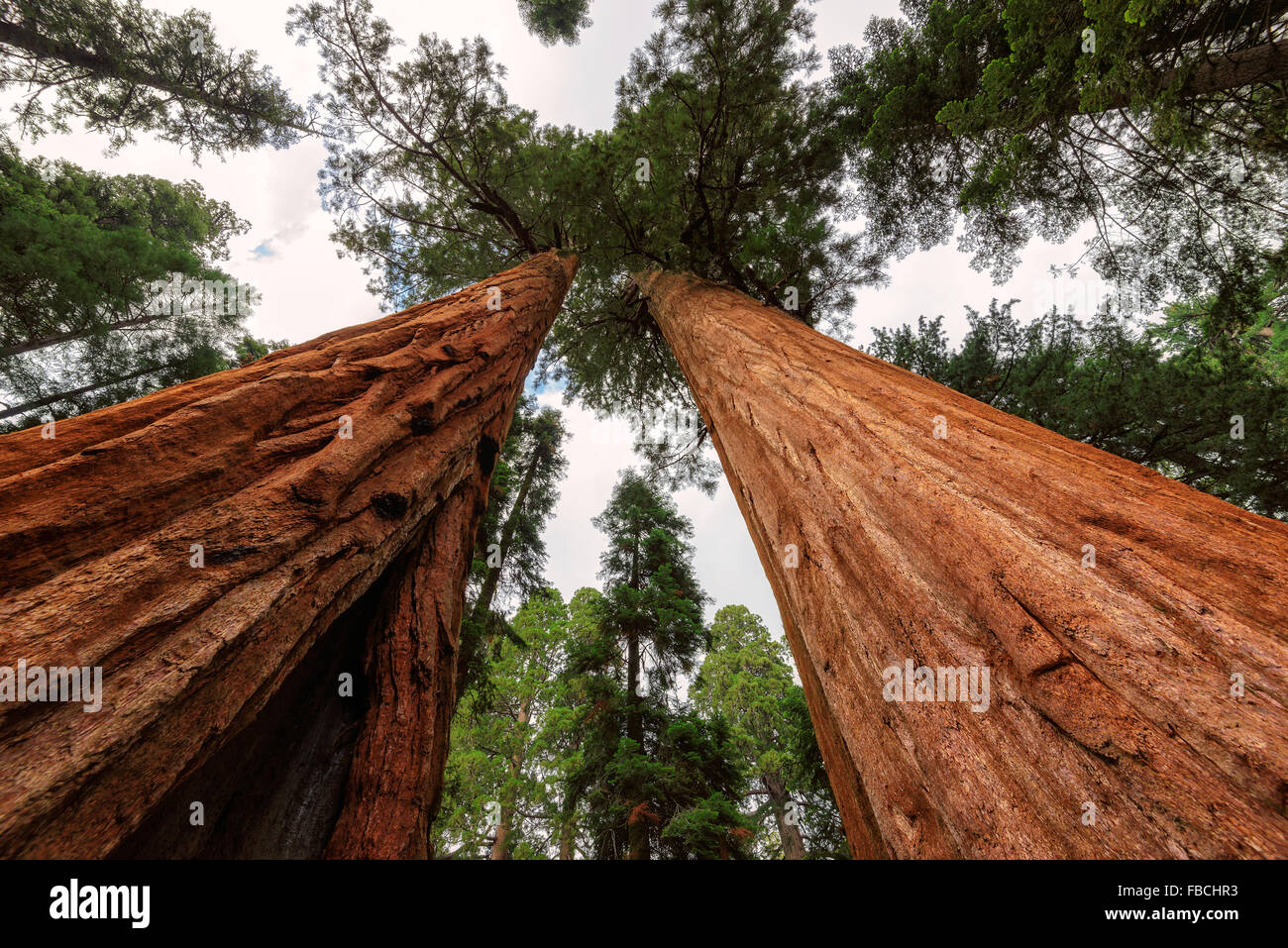 Giant evergreen tree hi-res stock photography and images - Alamy