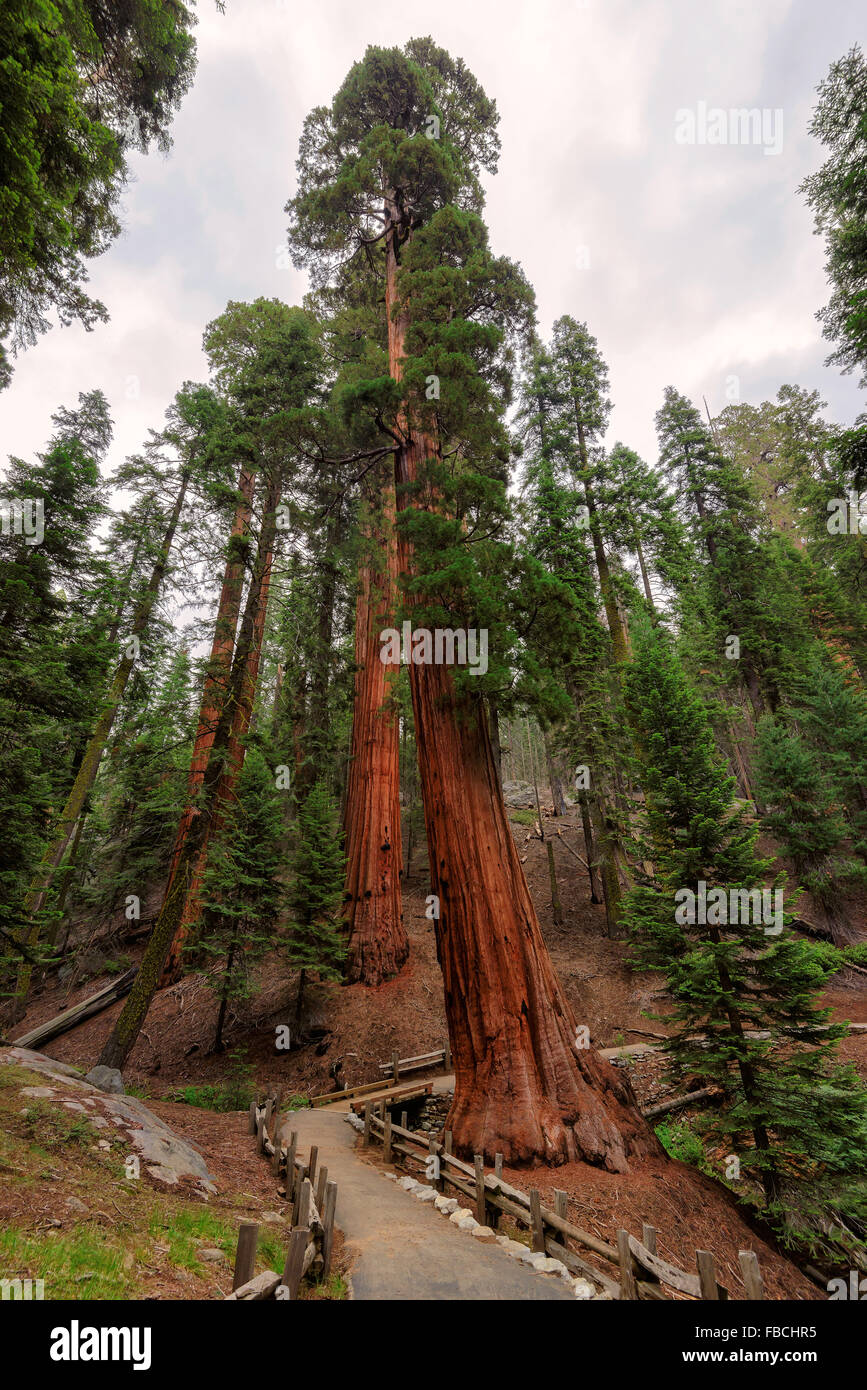 Giant evergreen tree hi-res stock photography and images - Alamy