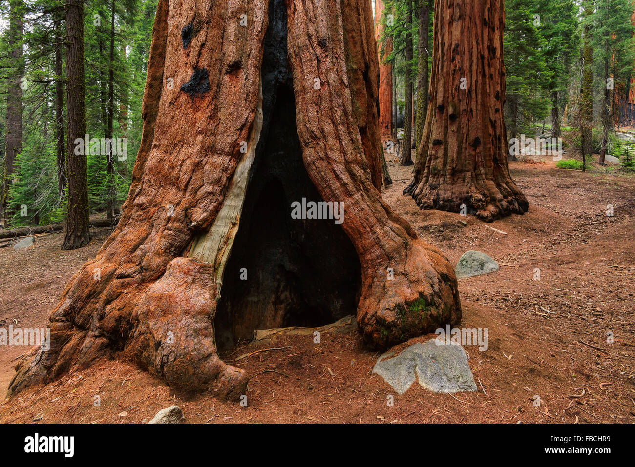 Big trees hi-res stock photography and images - Alamy
