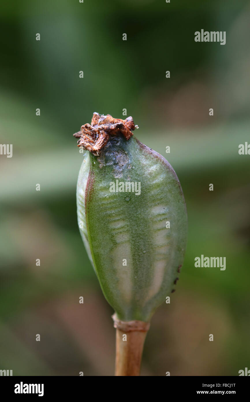 Tulip seeds hi-res stock photography and images - Alamy