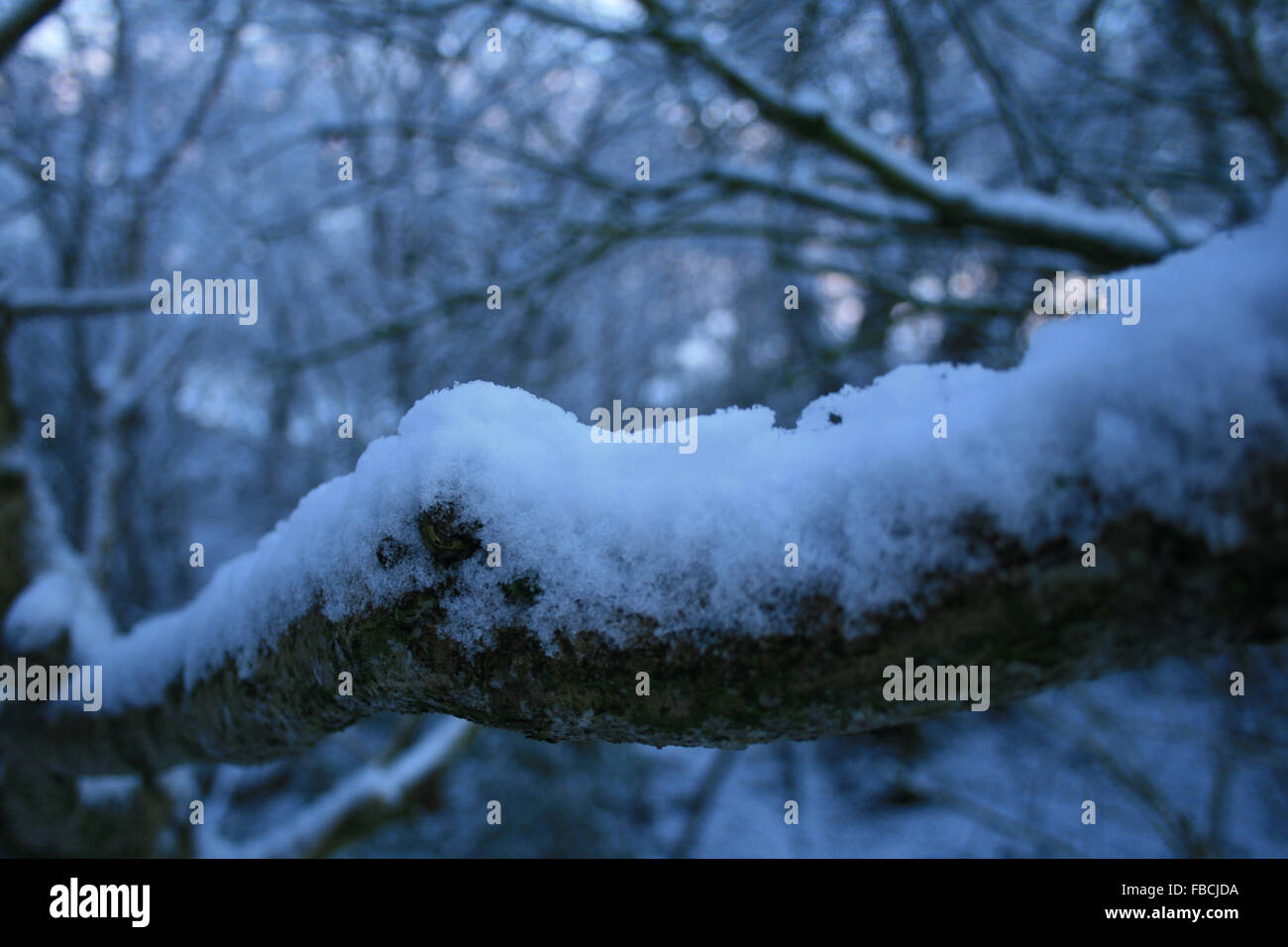 Snow covered branch Stock Photo - Alamy