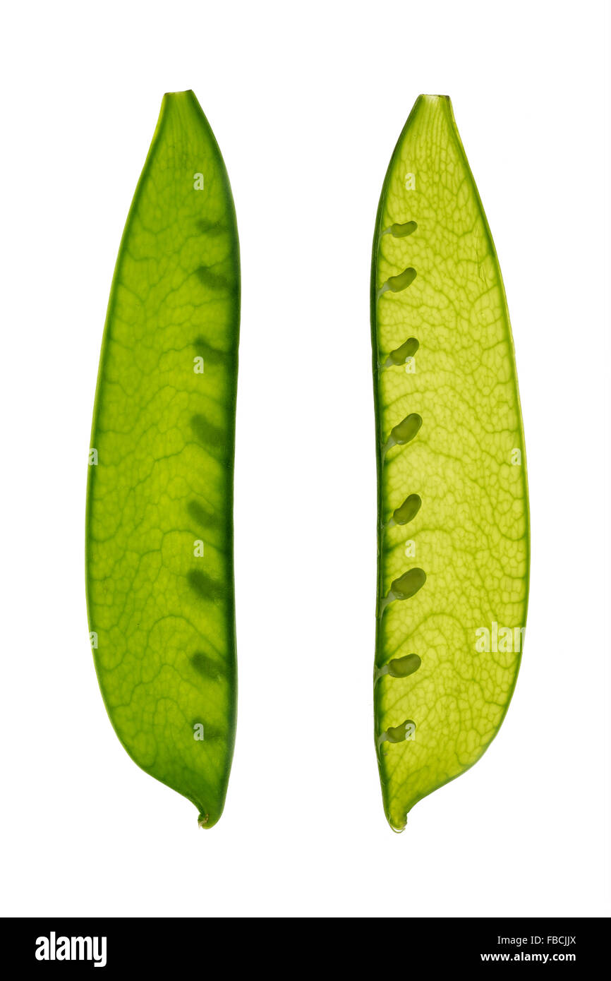 Tout for Cut Out Stock Images & Pictures - Alamy