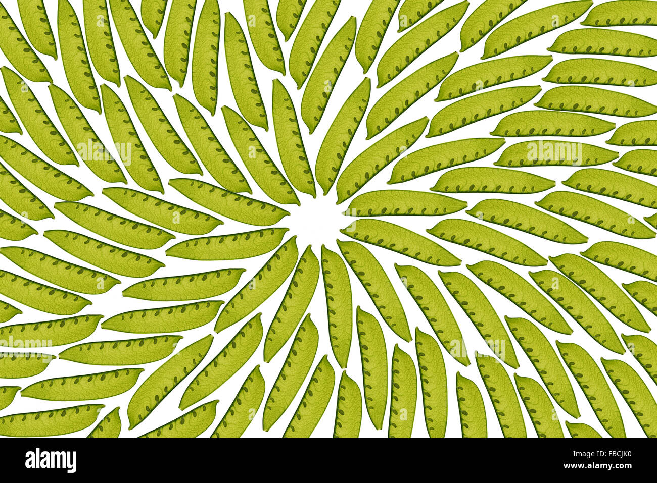 Mange tout vegetable hi-res stock photography and images - Alamy