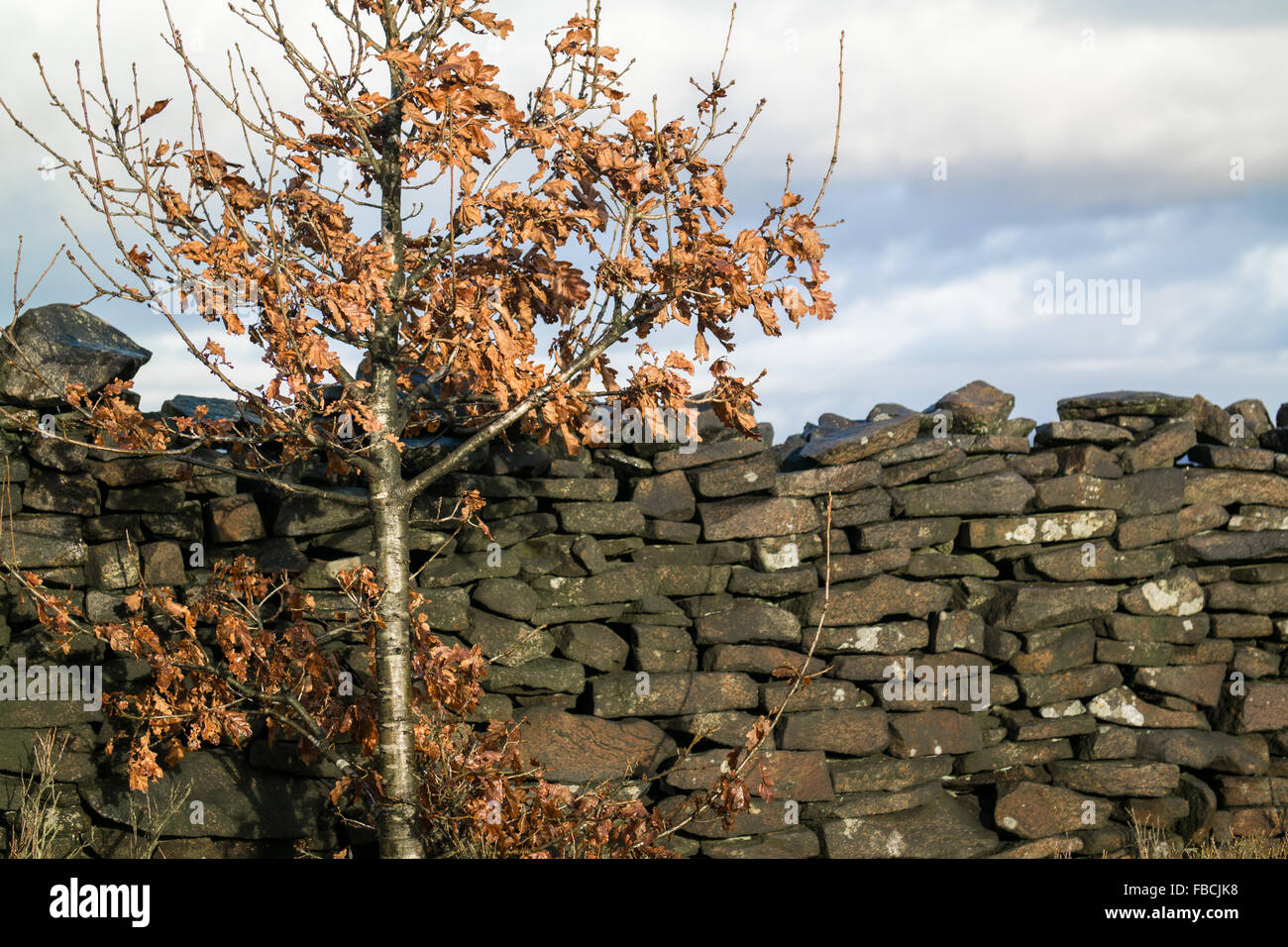 Dry stone wall with loan autumnal tree Stock Photo - Alamy