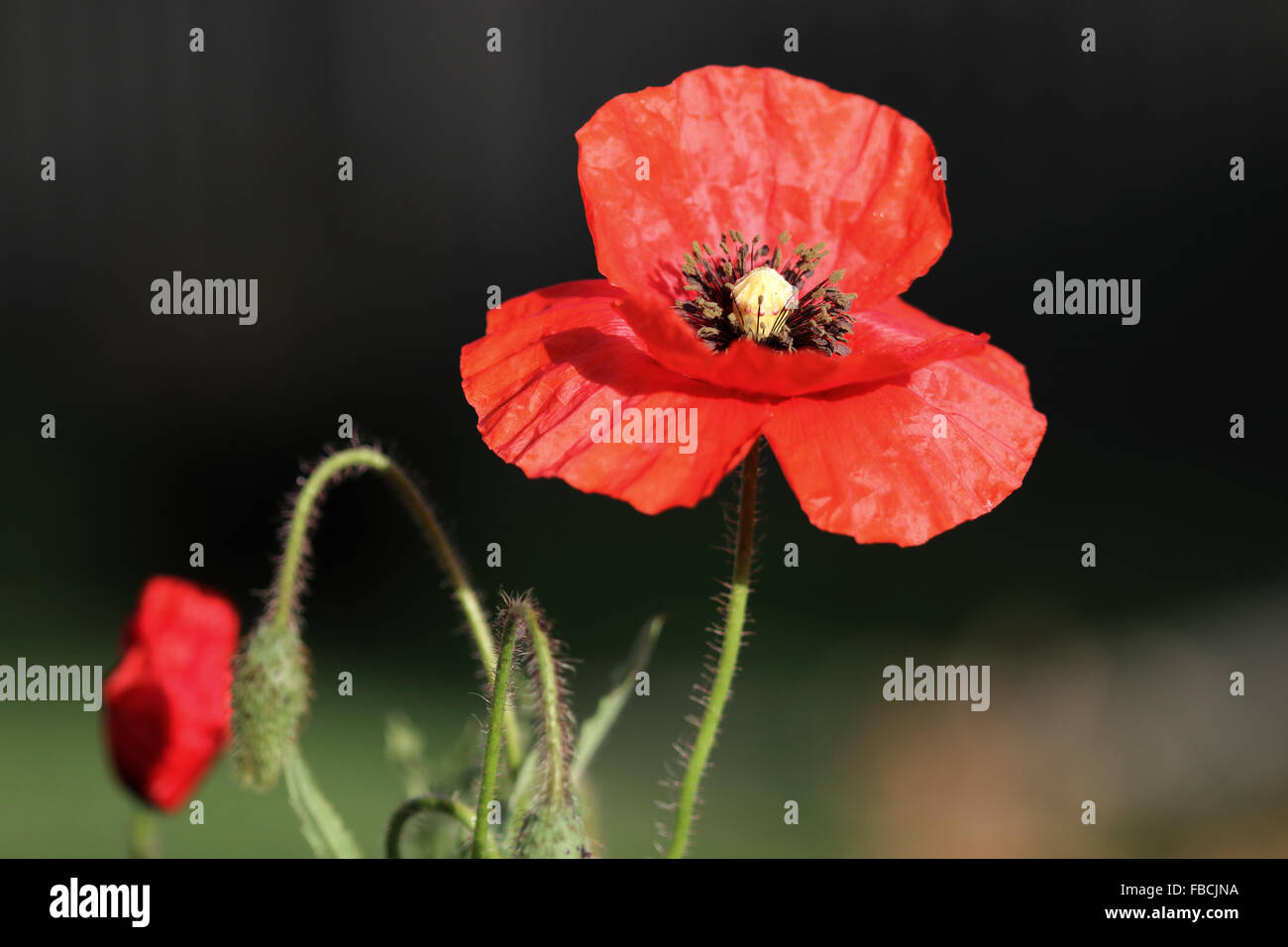 Close up of blooming Poppy Flanders Red Stock Photo - Alamy