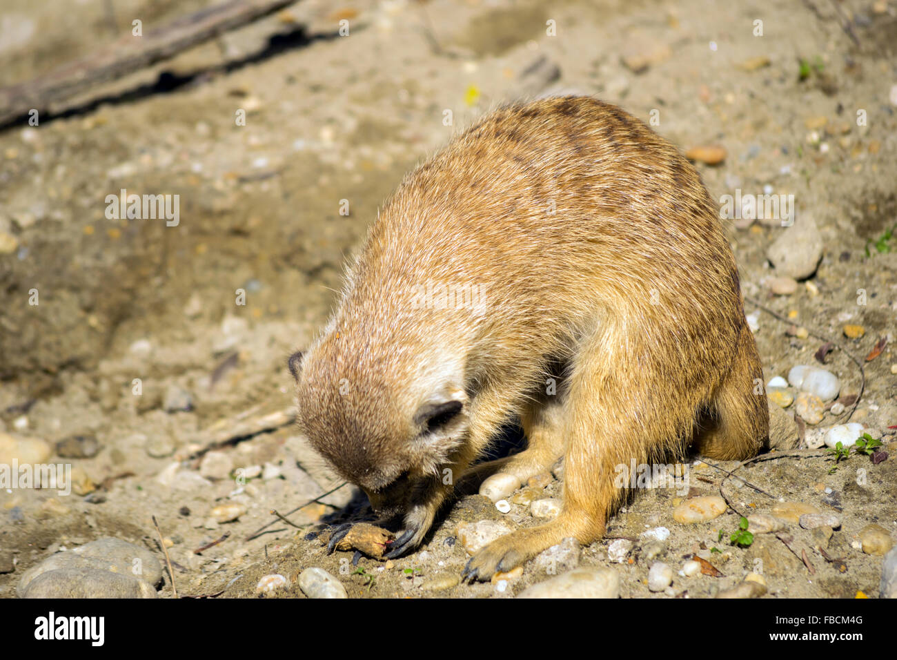 Suricata Wallpaper High Resolution Stock Photography and Images - Alamy