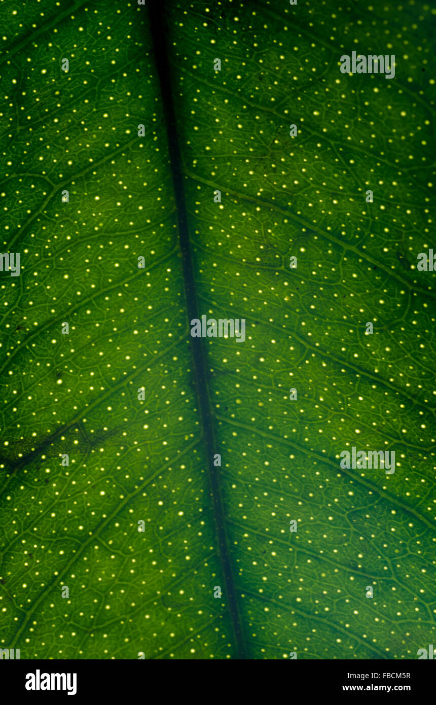 Texture of a green leaf Stock Photo - Alamy