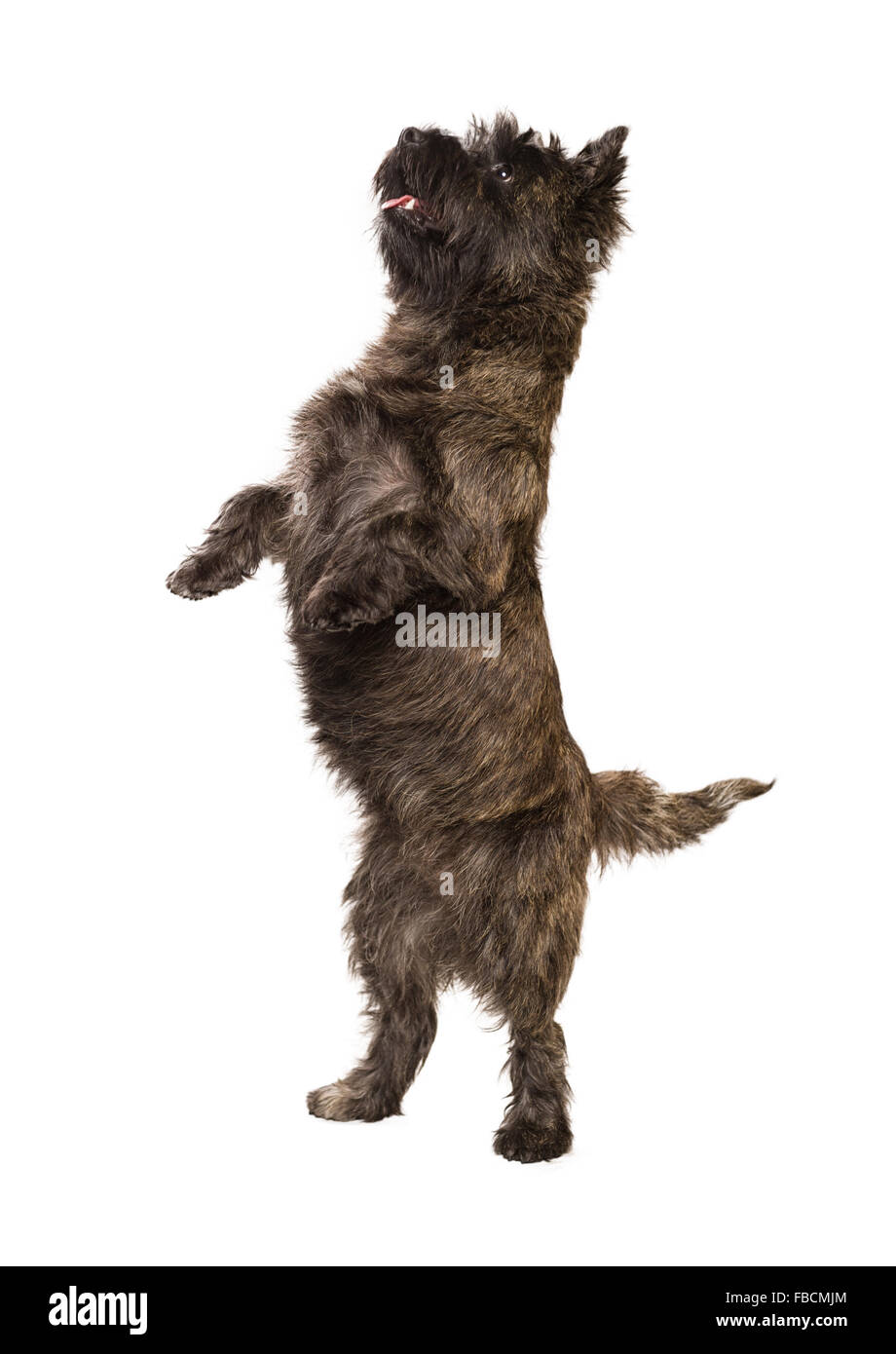 Terrier legs hi-res stock photography and images - Alamy