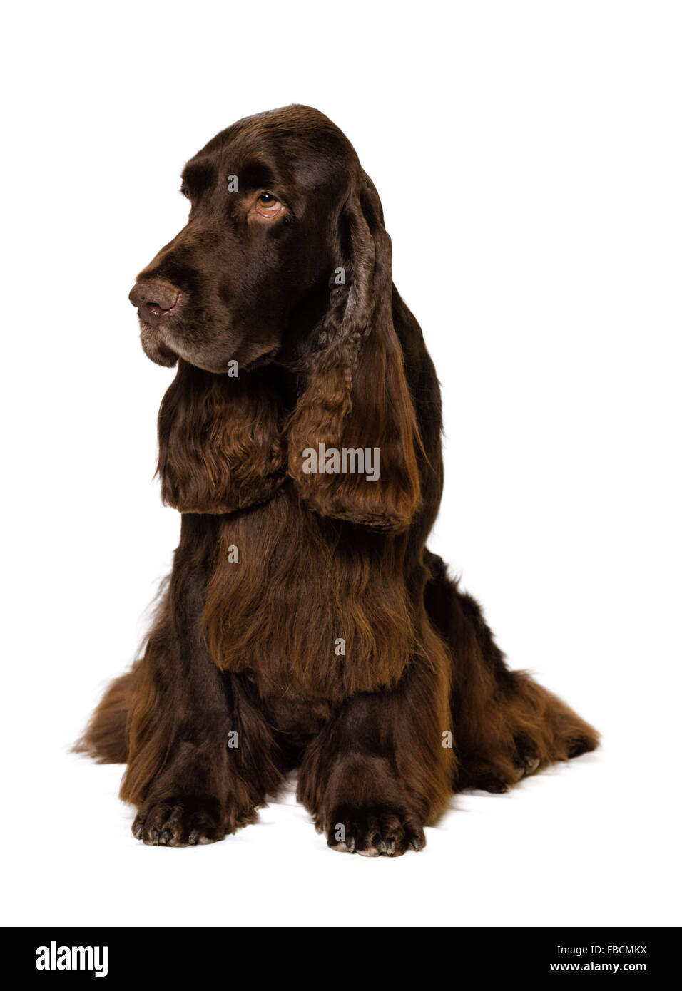 Field spaniel hi-res stock photography and images - Alamy
