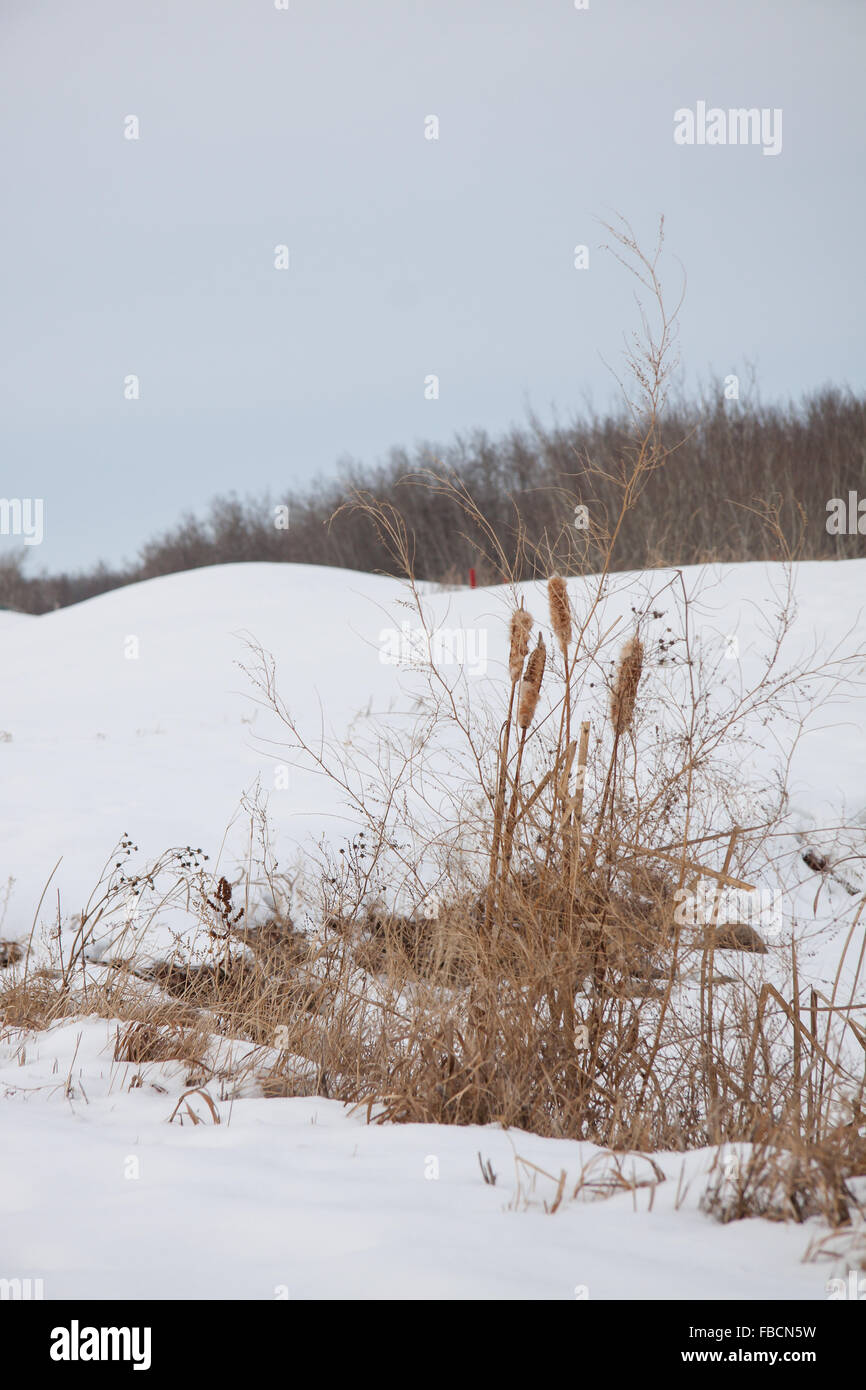 outdoor Winter scenery with Snow on the ground Stock Photo - Alamy