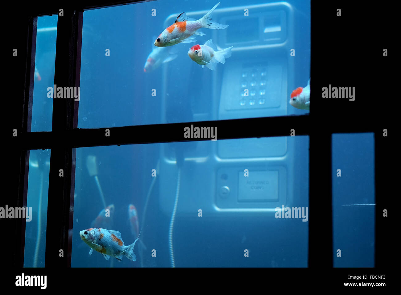 London, United Kingdom. 14th January, 2016. An iconic phone box is ...