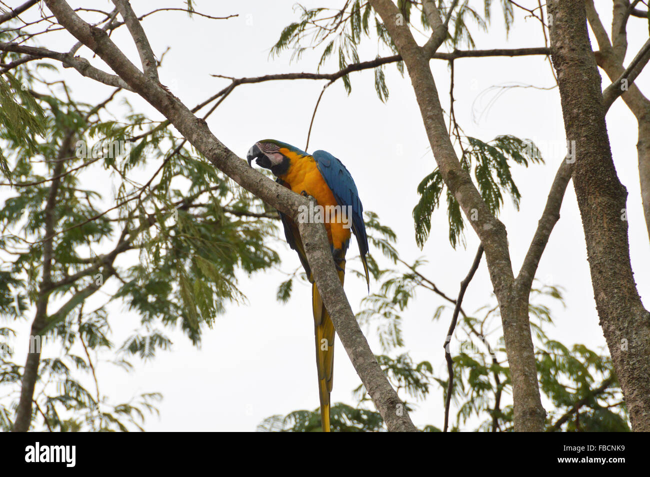 Arara canindé, Blue and yellow Macaw in a tree at chapada dos veadeiros ...
