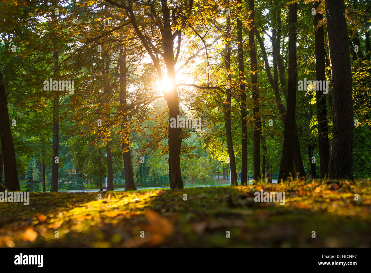 Beautiful morning in the autumn forest Stock Photo - Alamy
