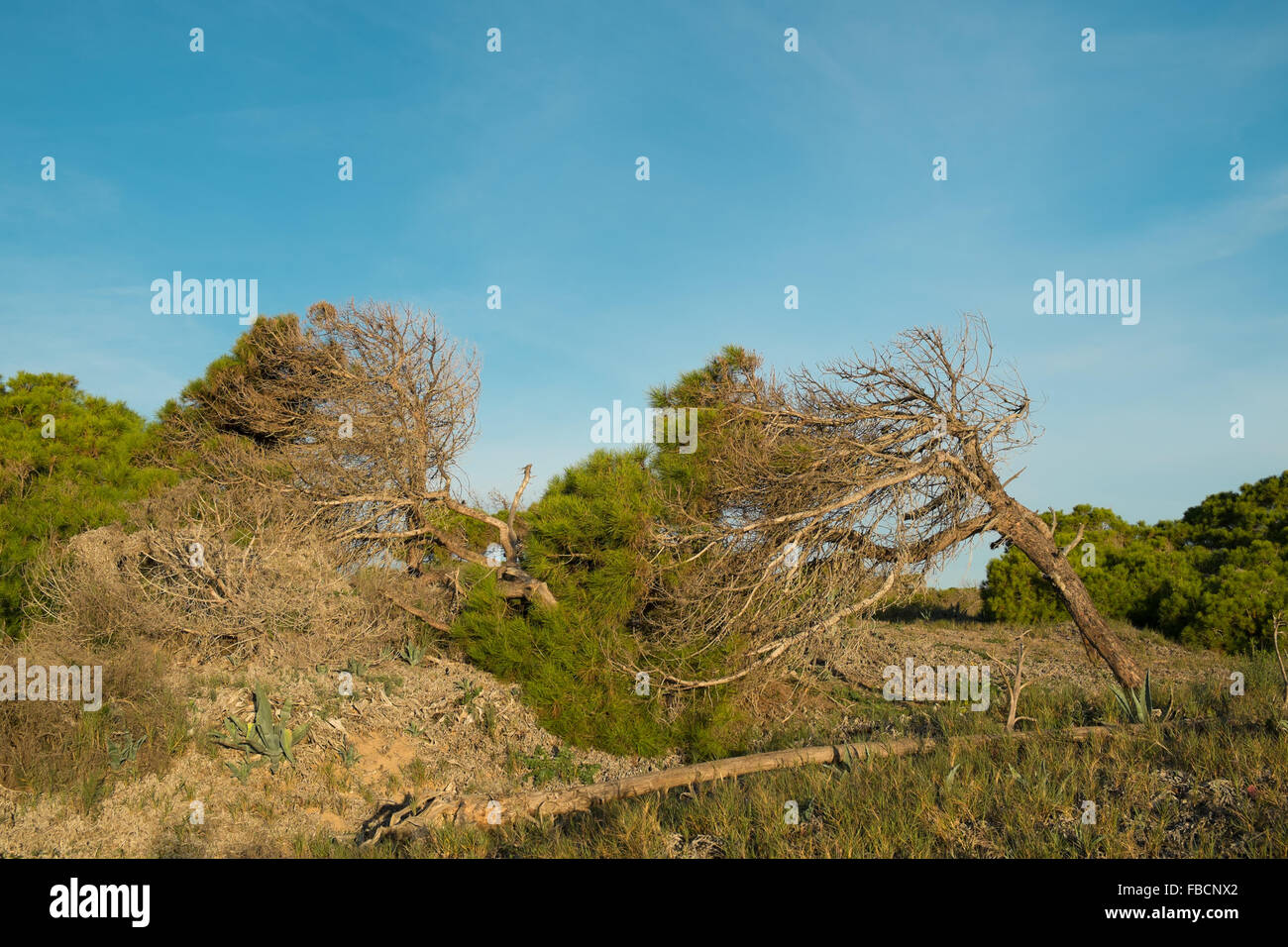 Heavily tilted windswept trees on beach dunes Stock Photo - Alamy