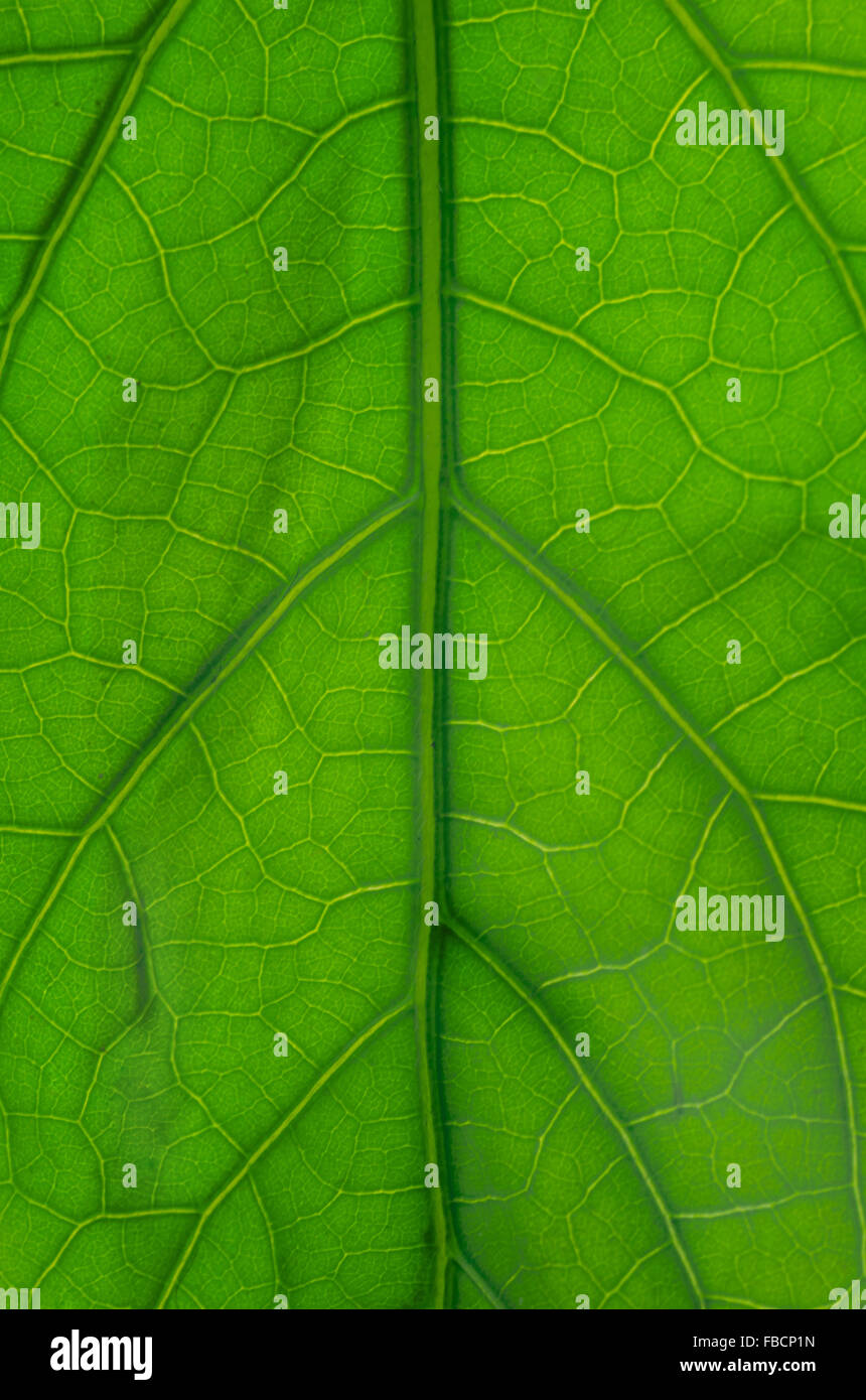 leaf of a plant close up Stock Photo - Alamy