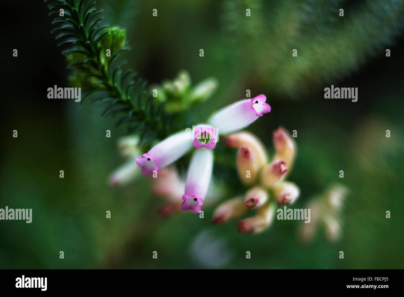 White Long Tube Flower, Flower Dome, Garden By The Bay, Singapore Stock ...