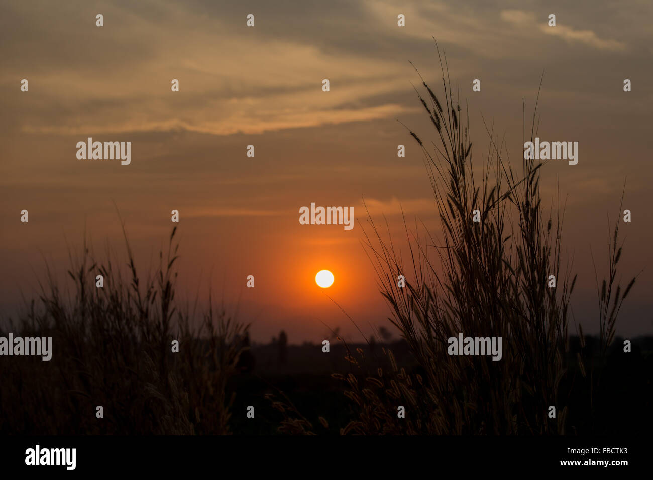 silhouette sunset of grass flower clump in rural Stock Photo - Alamy