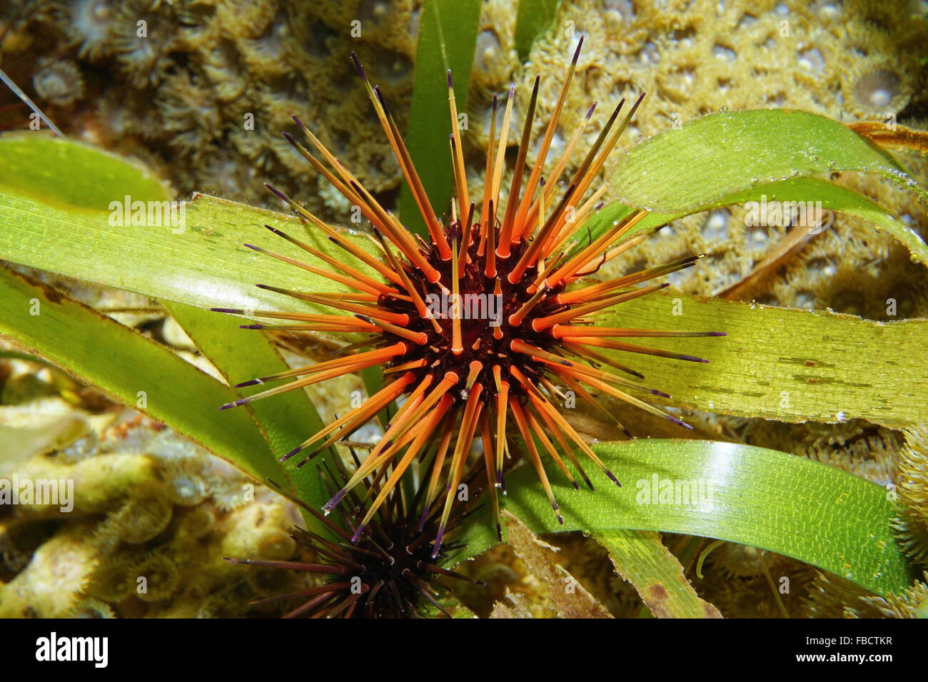 Reef urchin, Echinometra viridis, underwater on seagrass, Caribbean sea ...