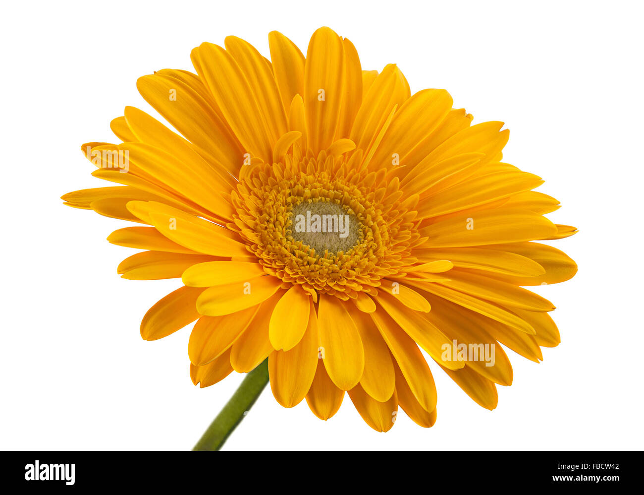 Yellow gerbera hi-res stock photography and images - Alamy