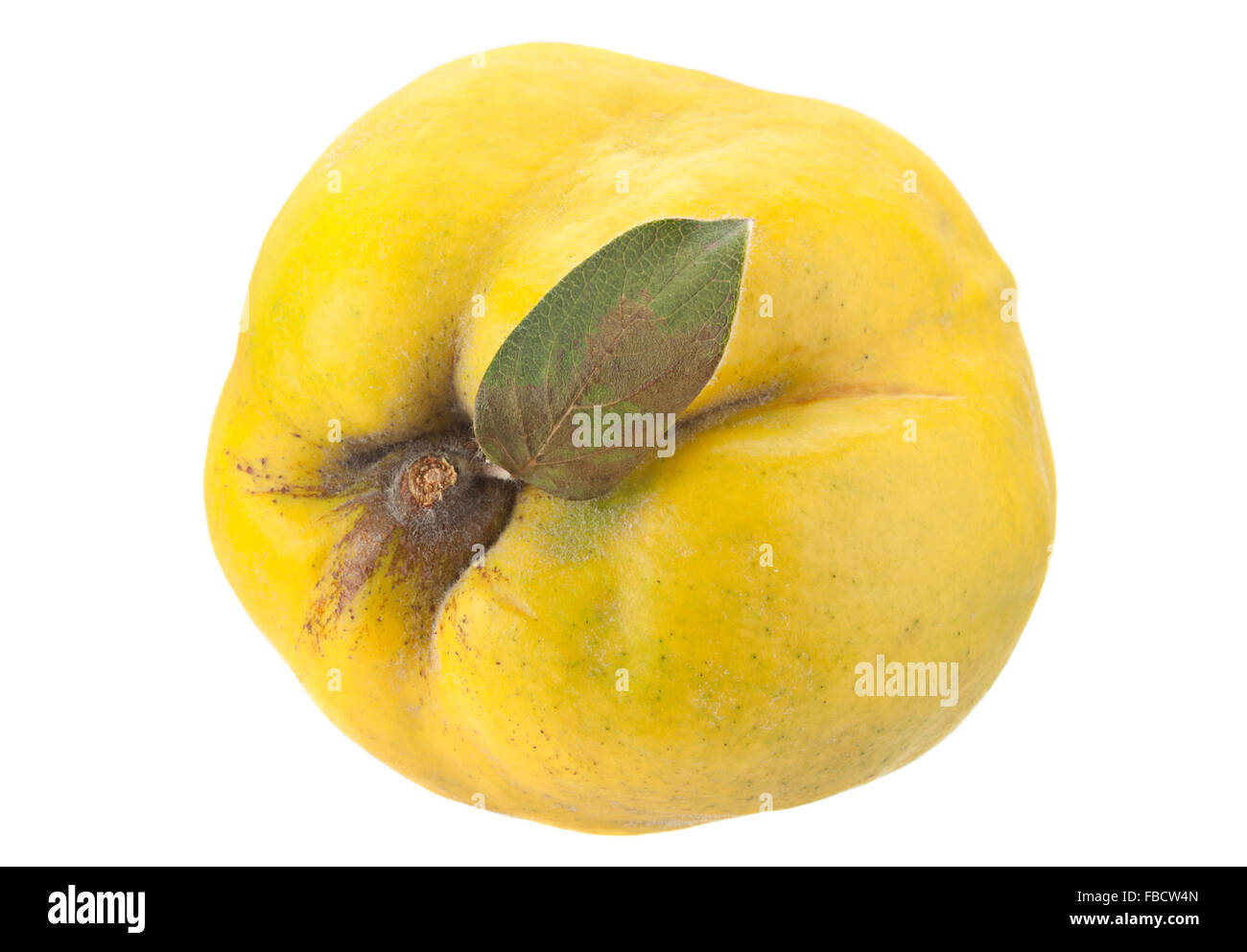 Quince fruit closeup isolated on white background Stock Photo - Alamy
