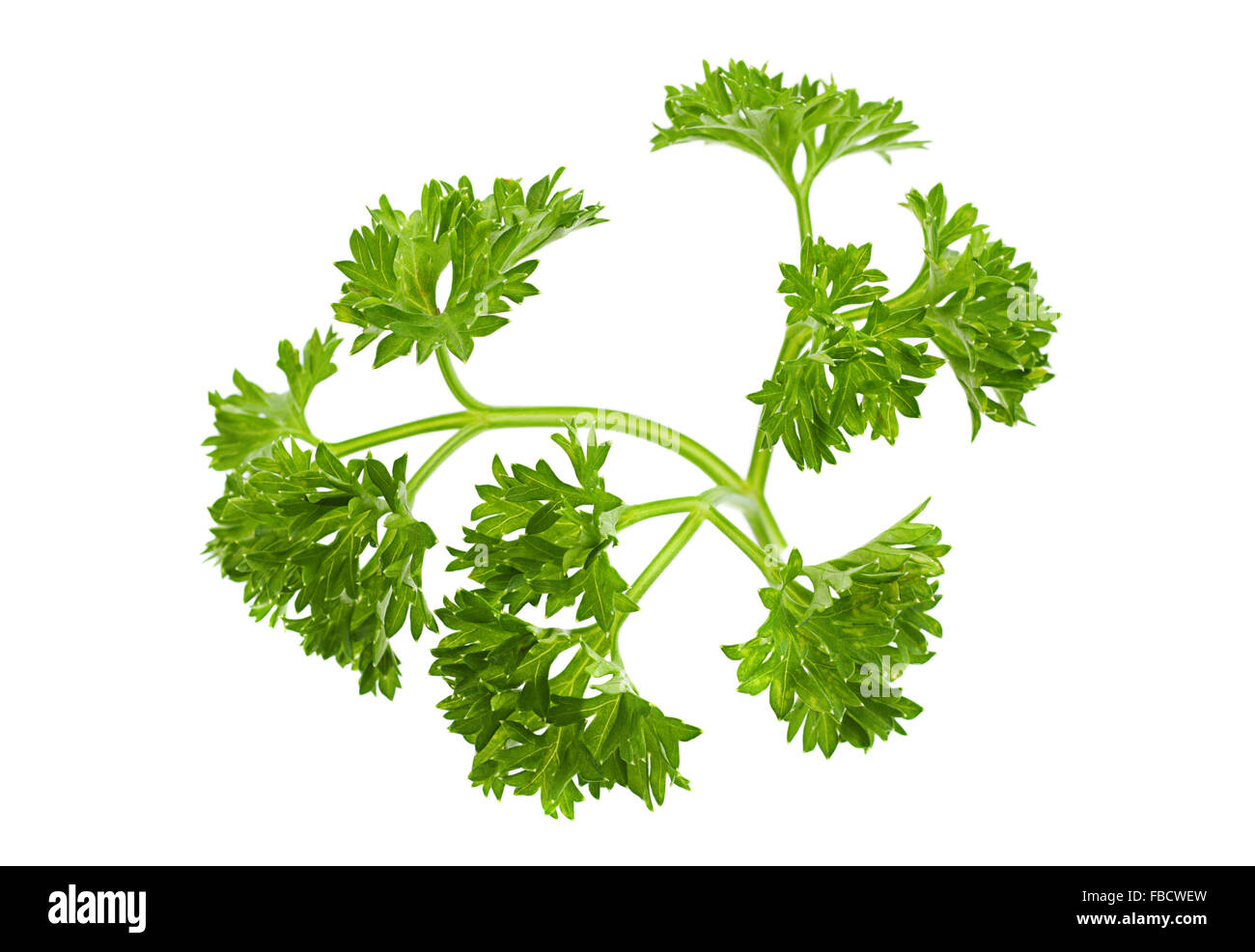 Curly parsley Cut Out Stock Images & Pictures - Alamy