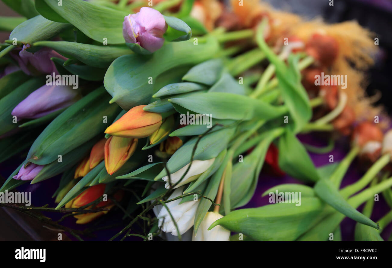 Tulpina hi-res stock photography and images - Alamy